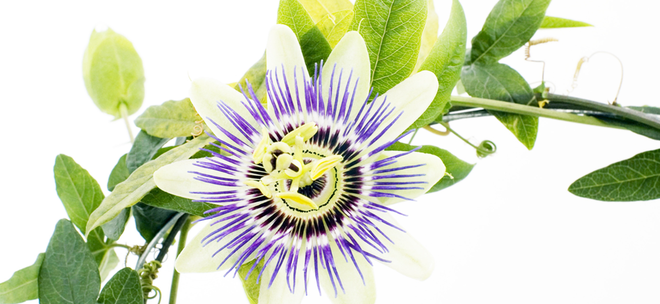 INFOGRAPHIC: 15 Soothing Bedroom Plants to Help You Sleep