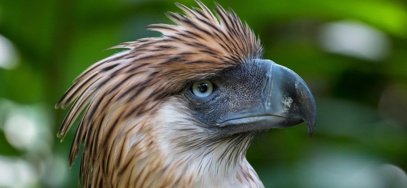 Angat Sa Lahat! A Boysen Campaign for the Philippine Eagle | MyBoysen